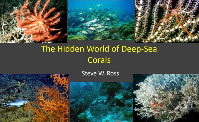 Rotary Lunch Program: The Hidden World of Deep-Sea Corals - Steve Ross ...